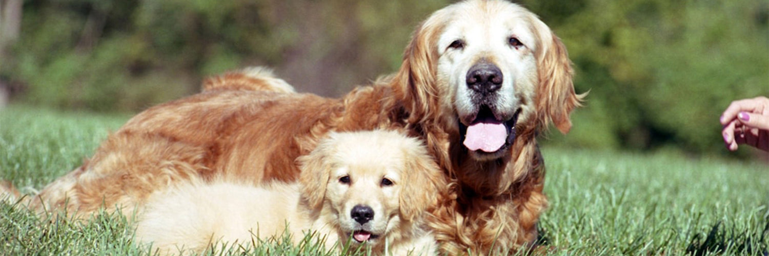 Canine Whelping: Common Issues and Post-Whelping Problems Explained ...