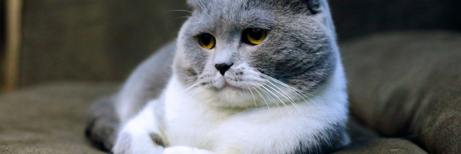 Flea Allergy Dermatitis (FAD) in Cats: Symptoms, Causes and Treatment ...