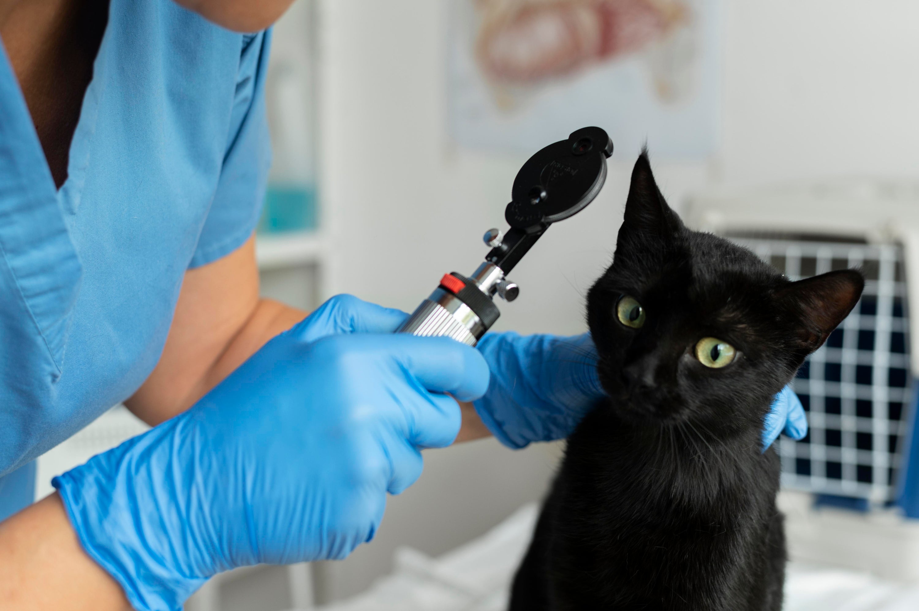 Common Ear Problems in Cats | Signs, Causes & Treatment Options ...