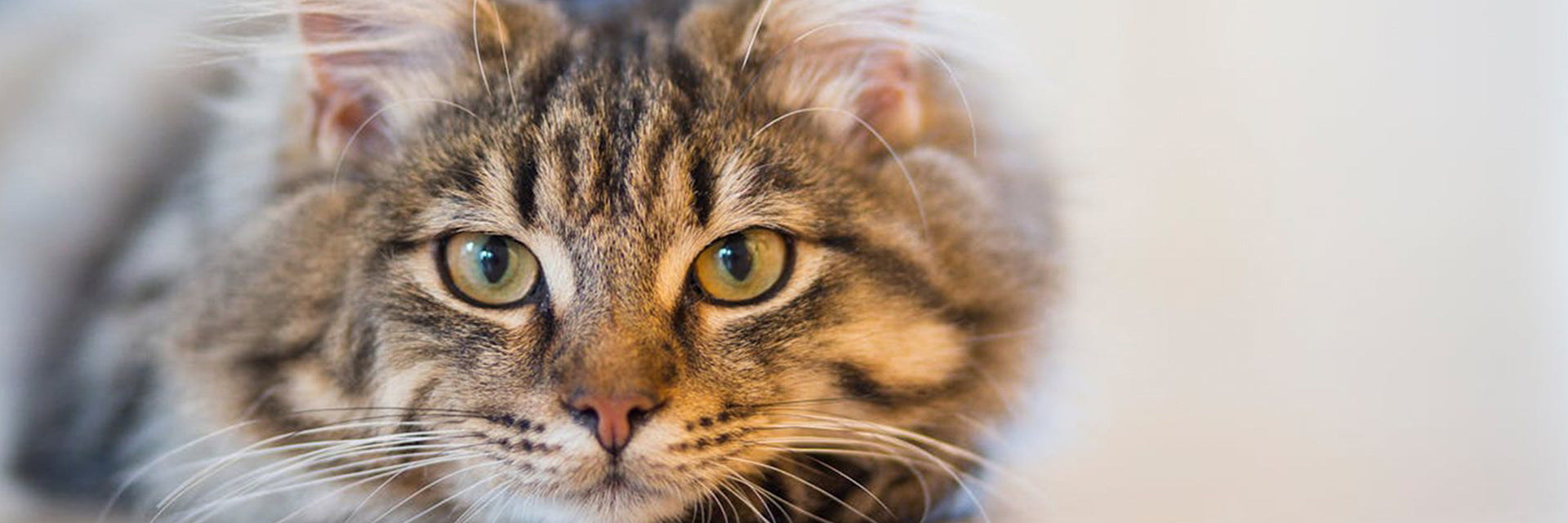 Cat Anal Gland Infections: Causes, Symptoms, and Treatment – MedicAnimal